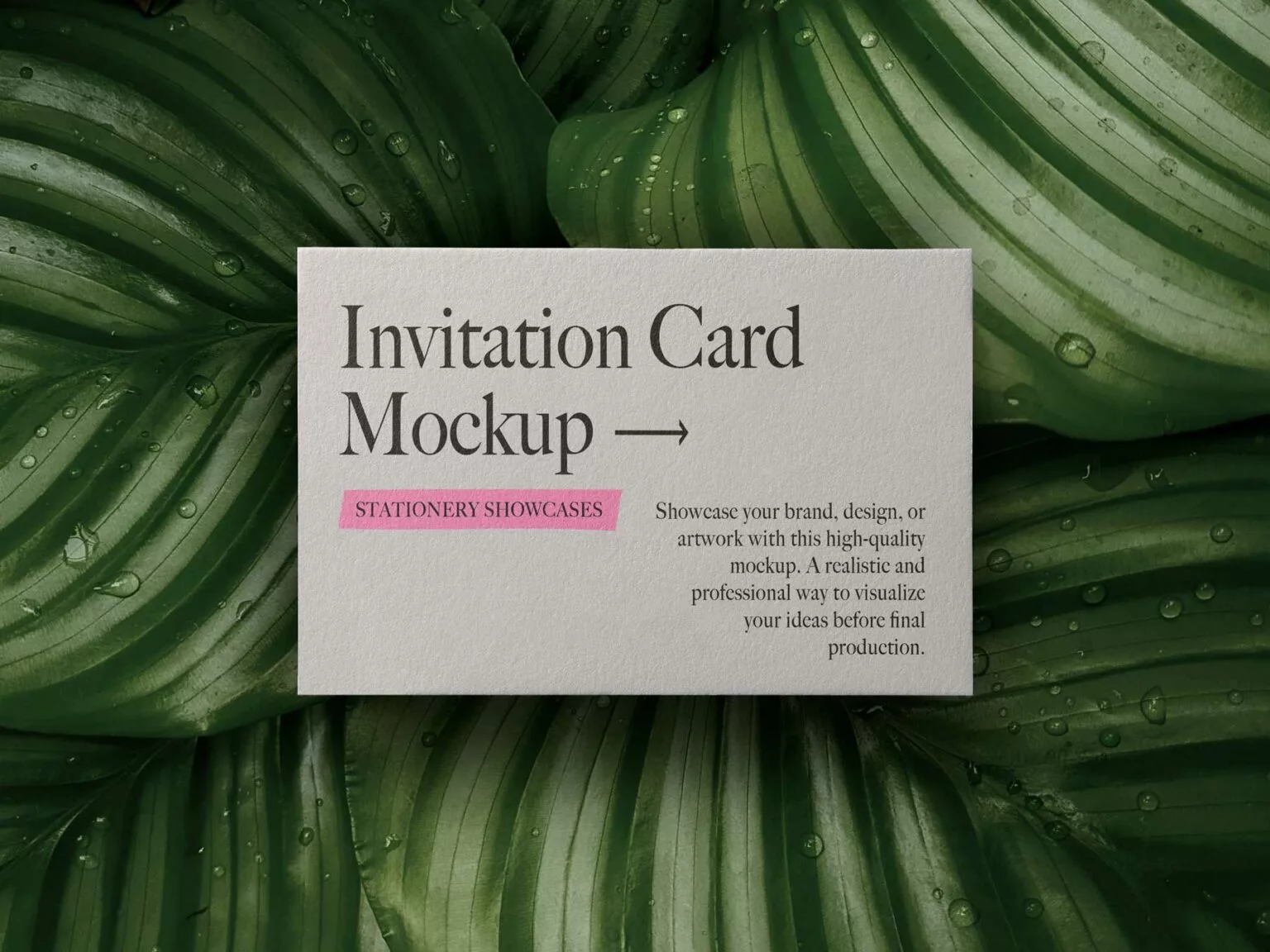 Free Postcard Mockups | The Free Mockup